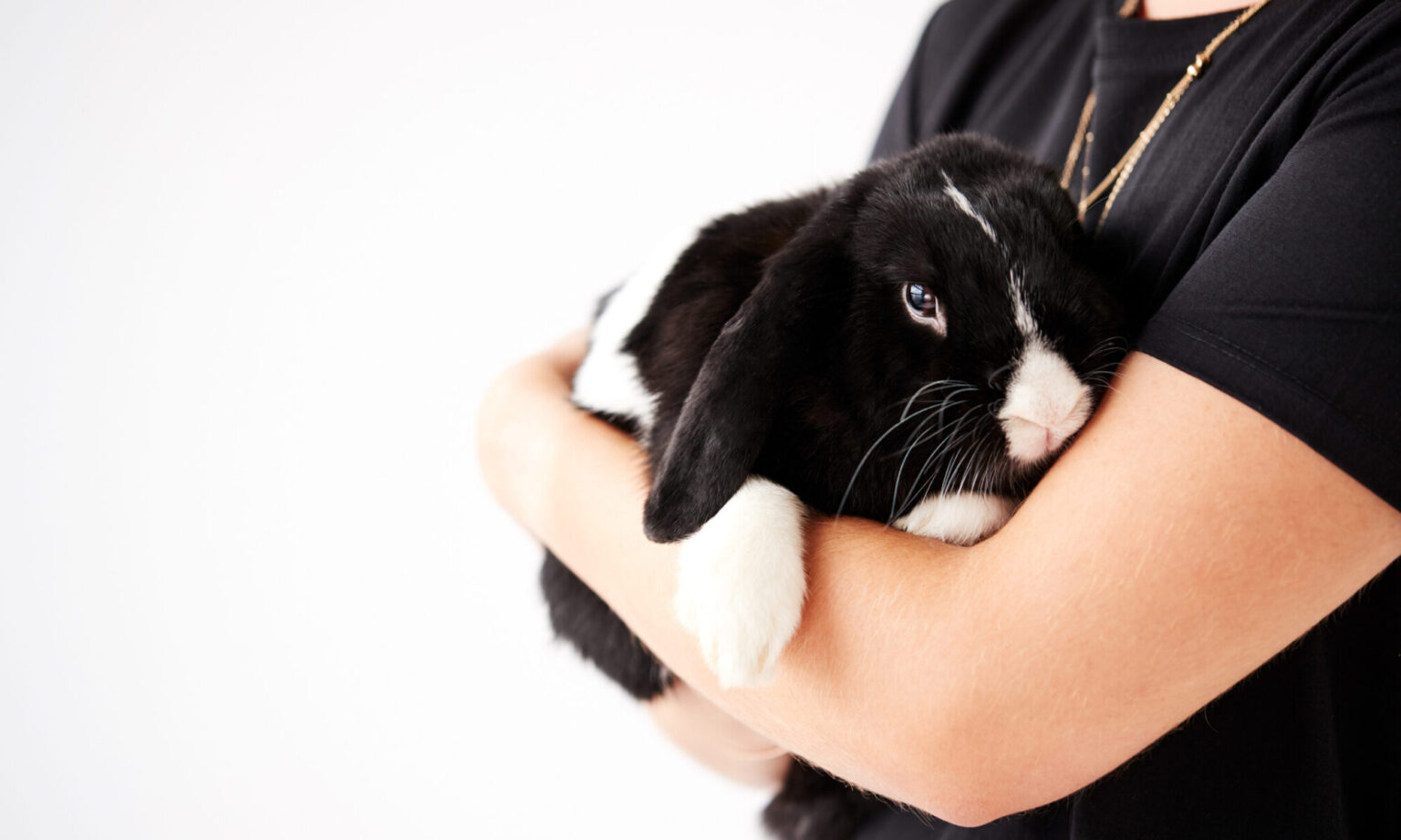 DONATE – Southeast FL Rabbit Rescue